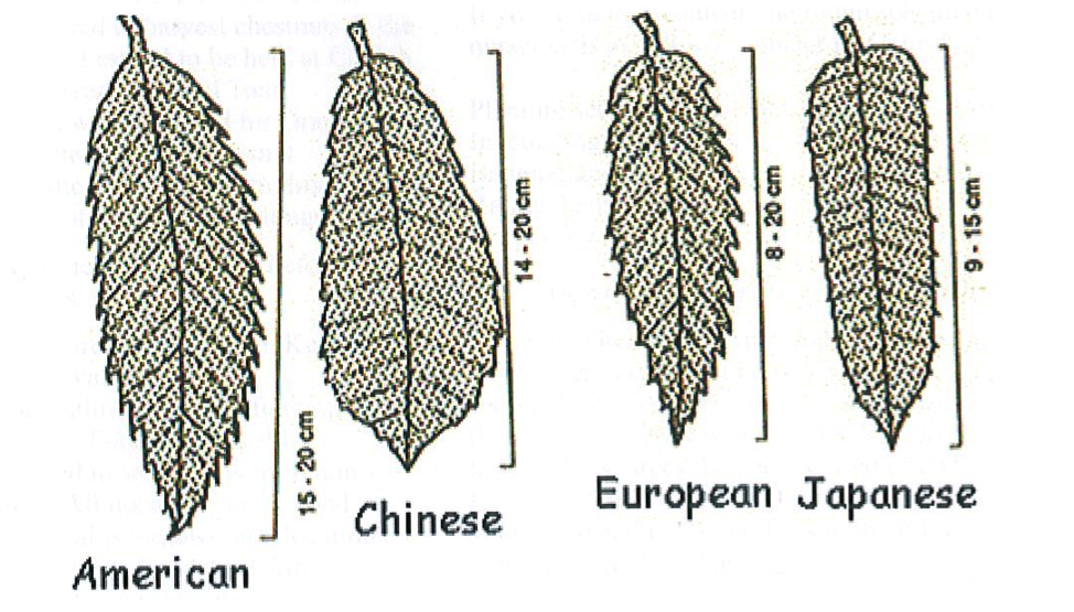 Tree ID – DNA analysis – Canadian Chestnut Council