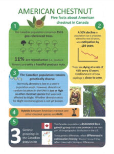 DNA of the Canadian Population of American Chestnuts – Canadian ...